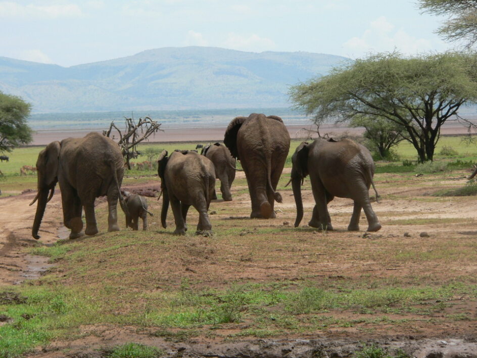 Step-by-Step Guide to the Best Wildlife Safari Locations And More ...